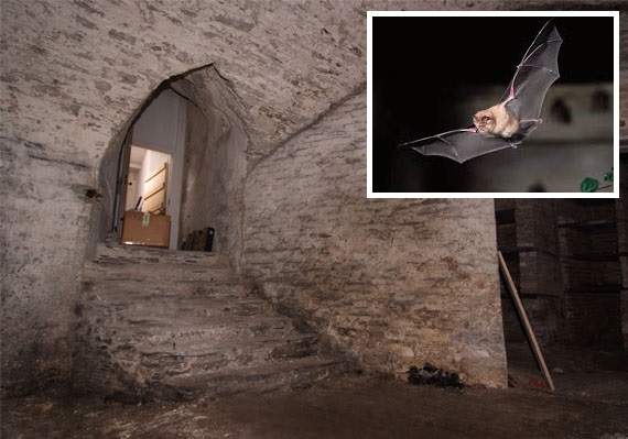 Rare chance to visit castle's Medieval basement | cambrian-news.co.uk