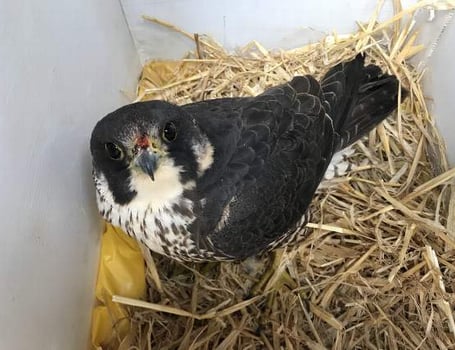 Peregrine falcon dies after being shot in 'sad, shocking' incident ...